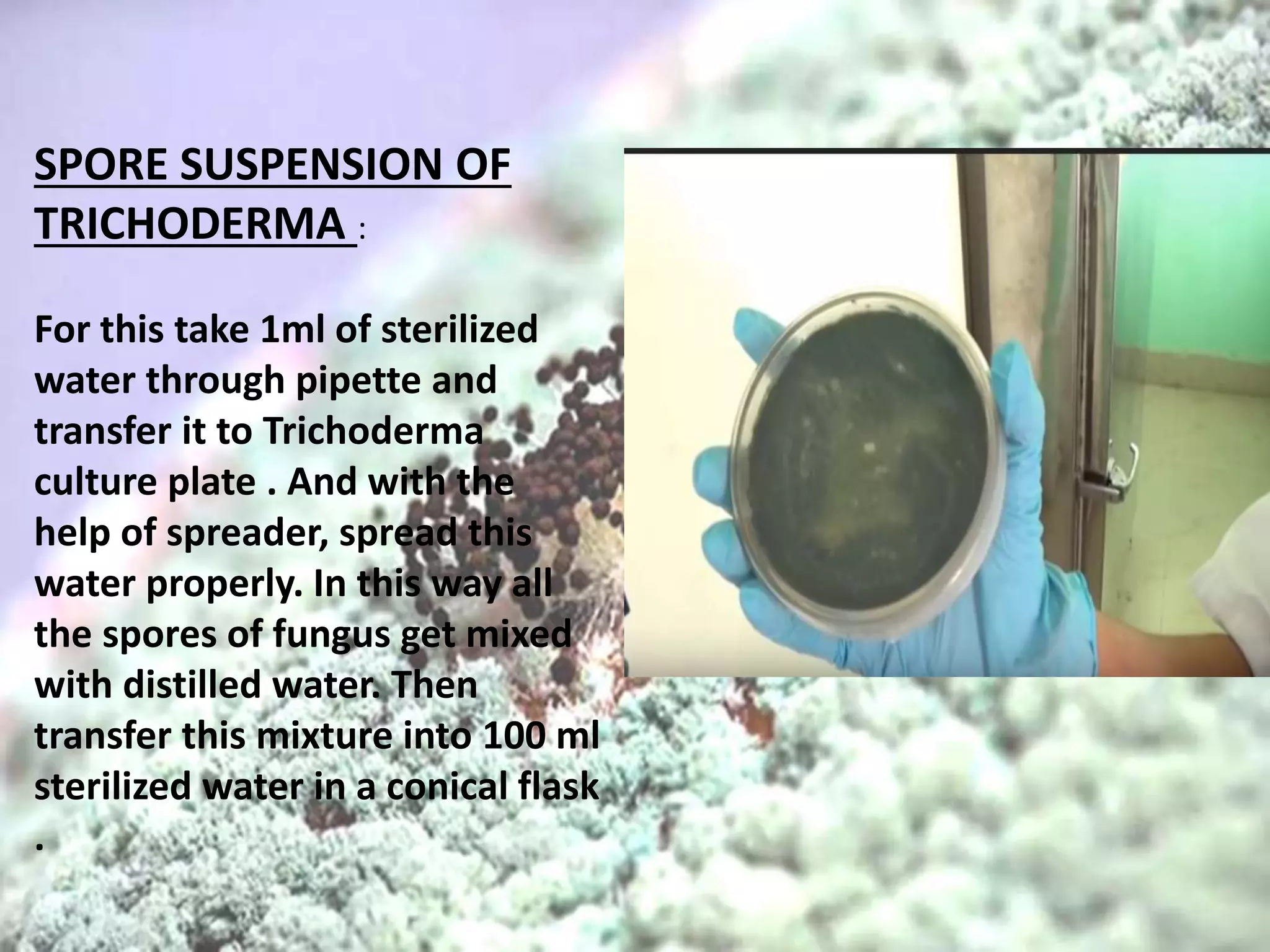 Mass Production of Trichoderma | PPTX