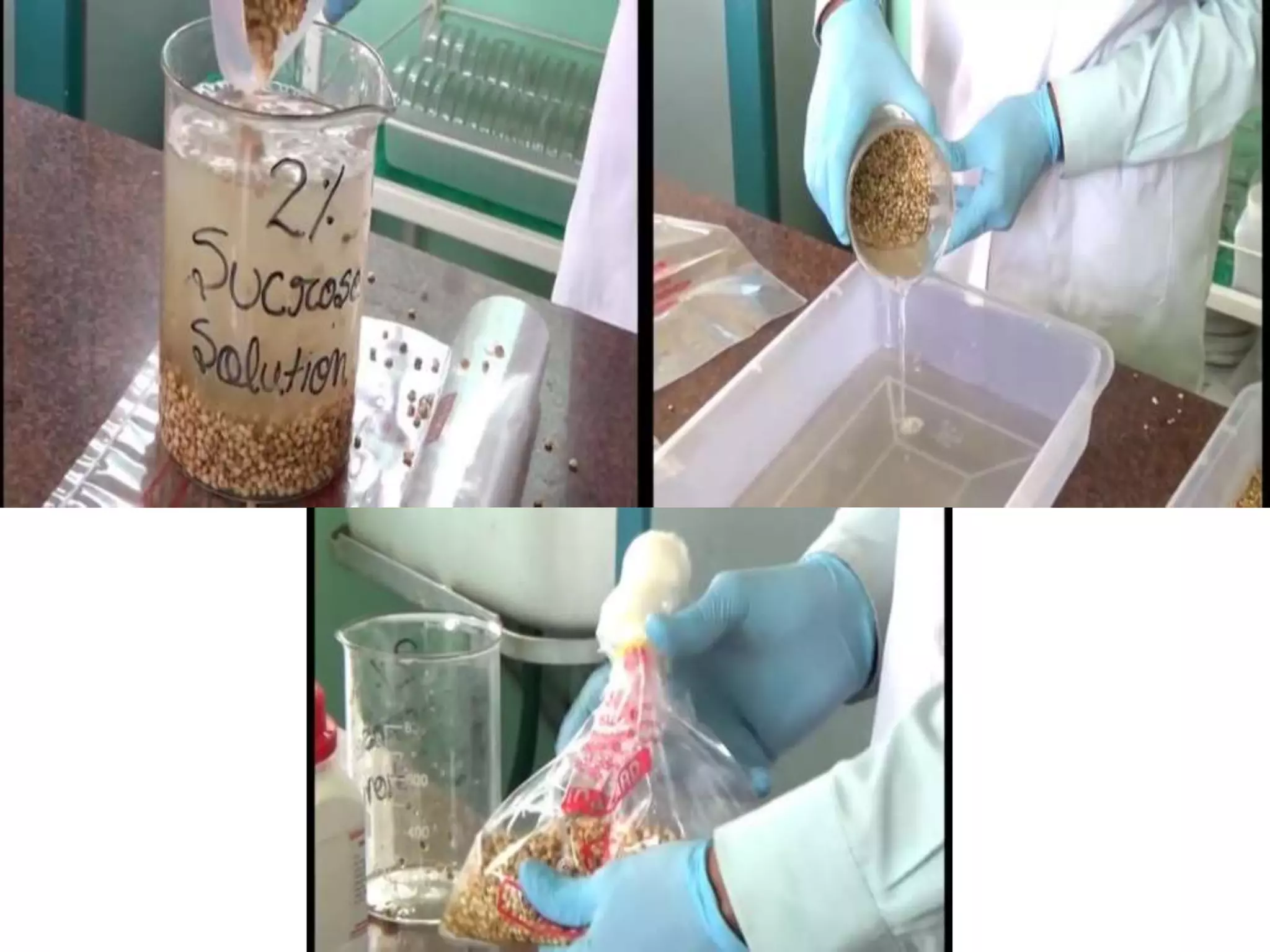 Mass Production of Trichoderma | PPTX