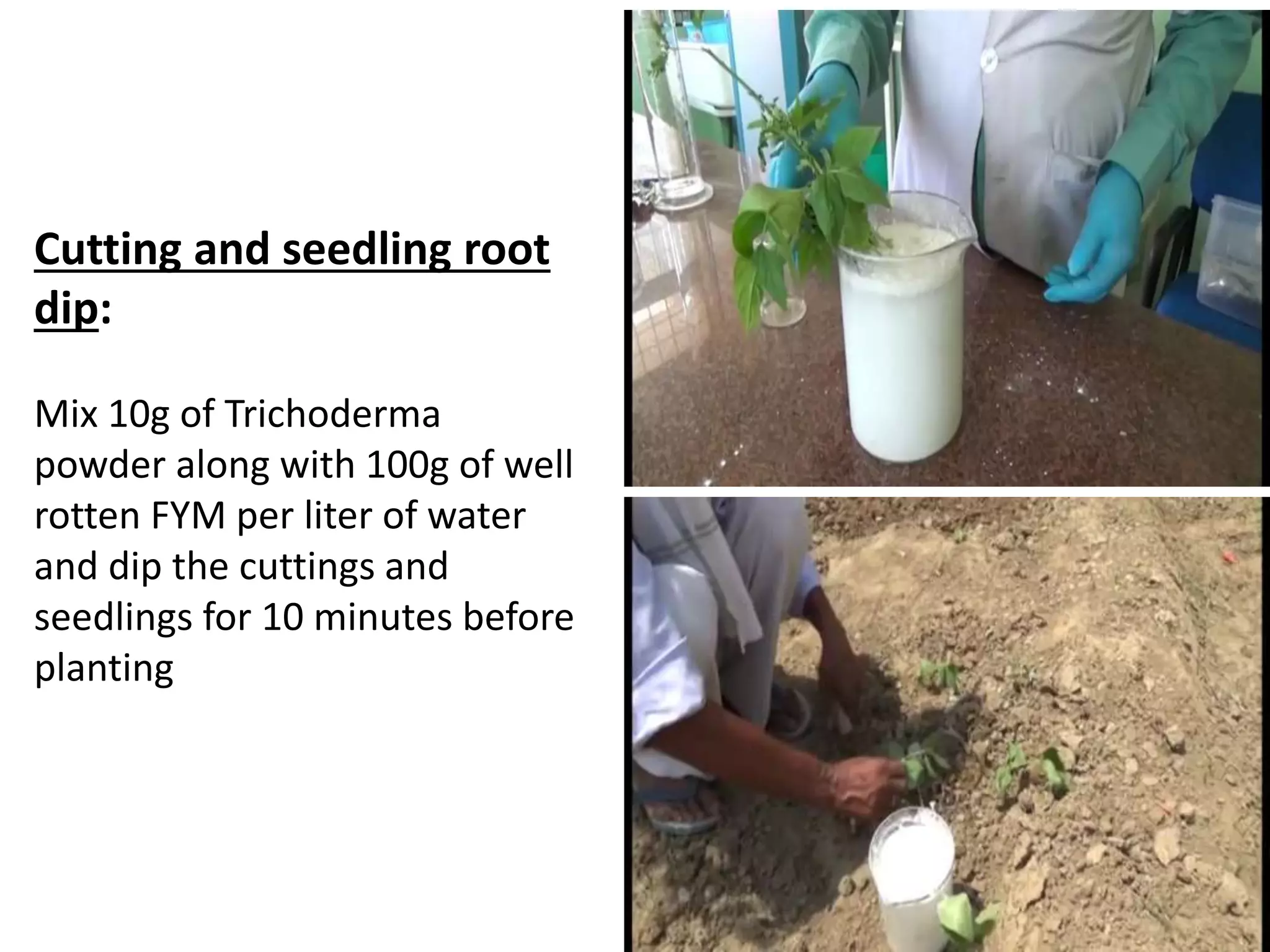 Mass Production of Trichoderma | PPTX