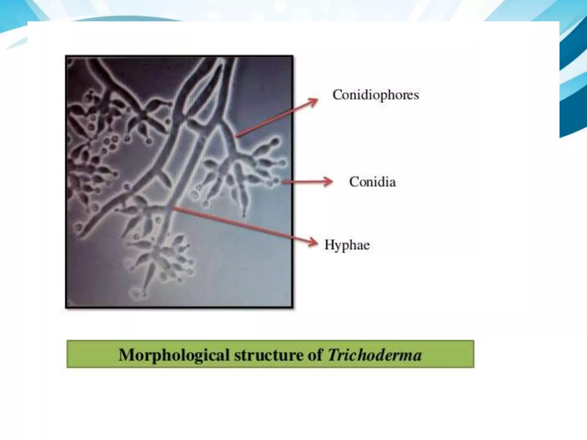 Mass Production of Trichoderma | PPTX