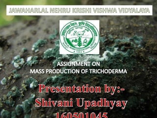 Mass Production of Trichoderma | PPTX