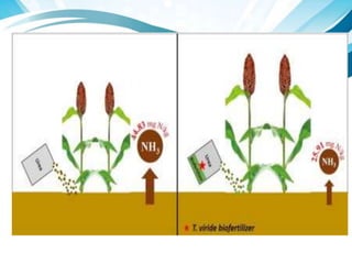 Mass Production of Trichoderma | PPTX