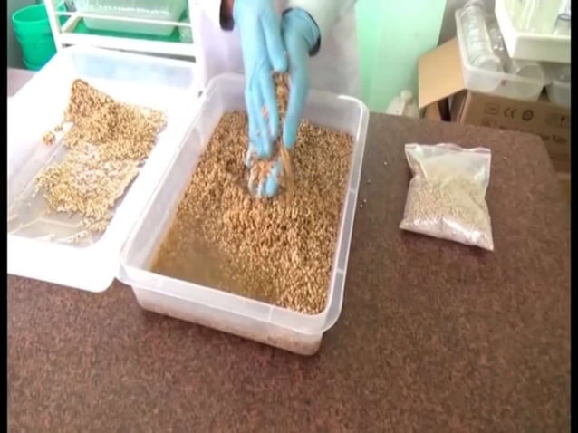 Mass Production of Trichoderma | PPTX | Gardening | Home & Garden