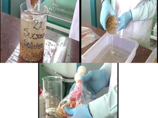 Mass Production of Trichoderma | PPTX