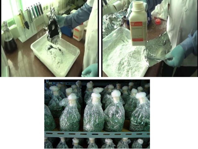 Mass Production of Trichoderma | PPTX | Gardening | Home & Garden