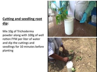 Mass Production of Trichoderma | PPTX