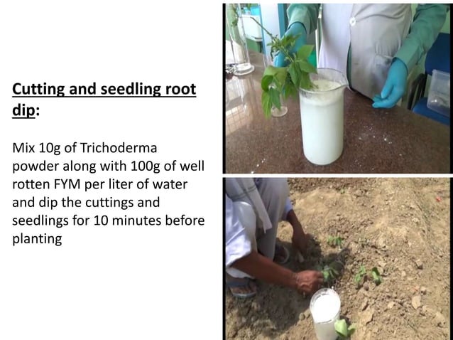 Mass Production of Trichoderma | PPTX | Gardening | Home & Garden