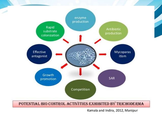 Mass Production of Trichoderma | PPTX | Gardening | Home & Garden