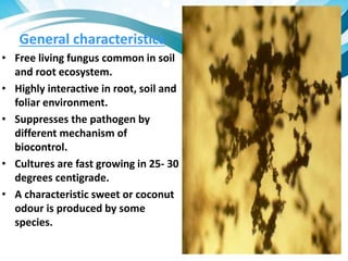 Mass Production of Trichoderma | PPTX
