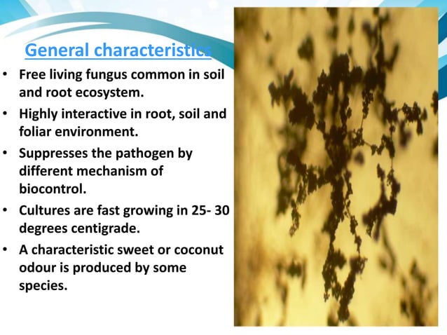 Mass Production of Trichoderma | PPTX | Gardening | Home & Garden