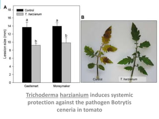 Mass Production of Trichoderma | PPTX