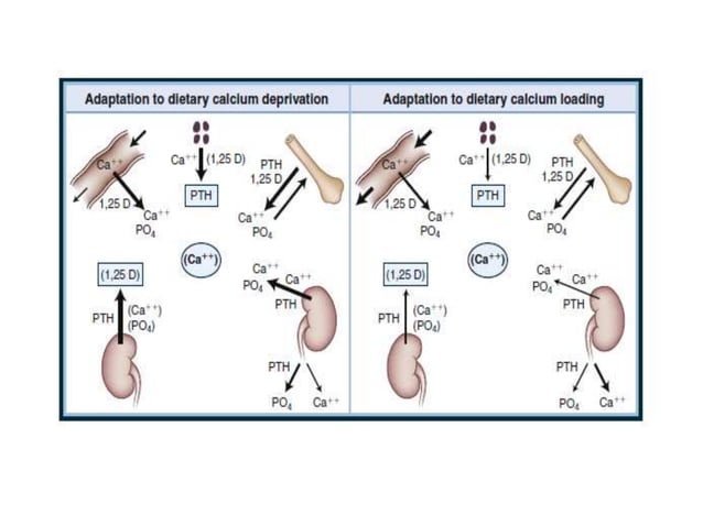 Ppt Calcium and Phosphate metabolism | PPTX | Bone and Joint Conditions ...