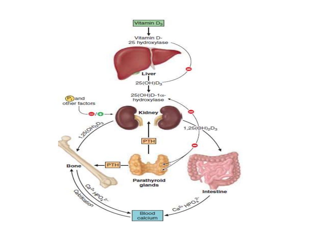 Ppt Calcium and Phosphate metabolism