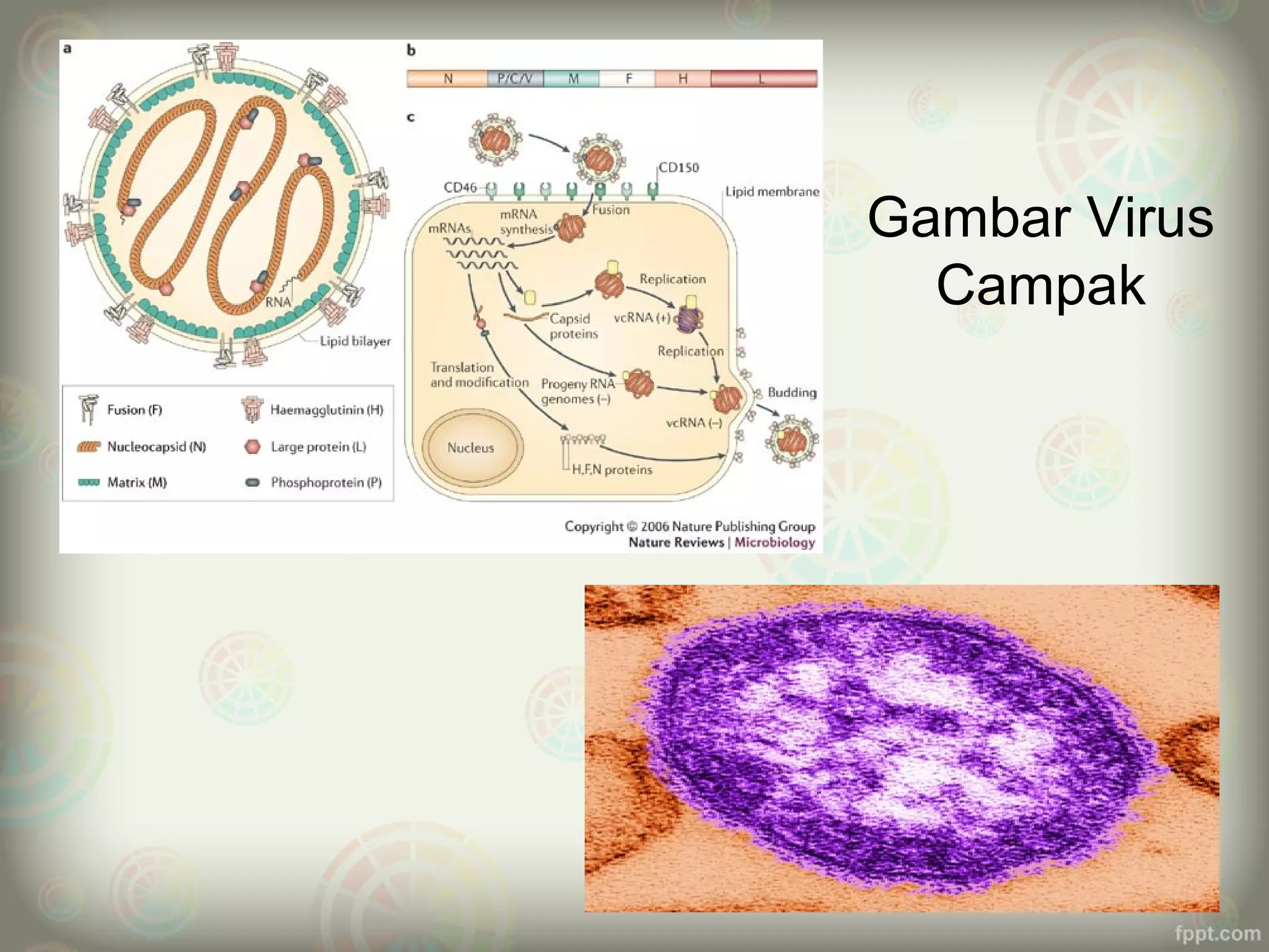 Ppt campak | PPT