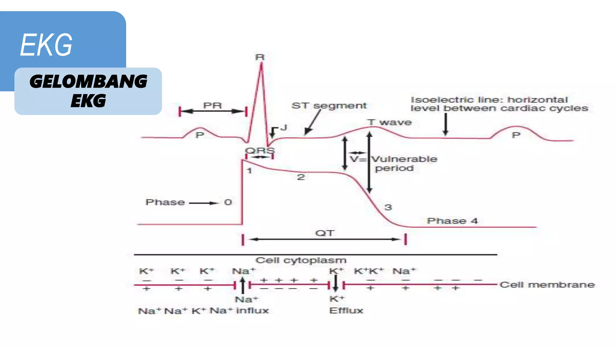PPT CARDIO - EKG.pptx