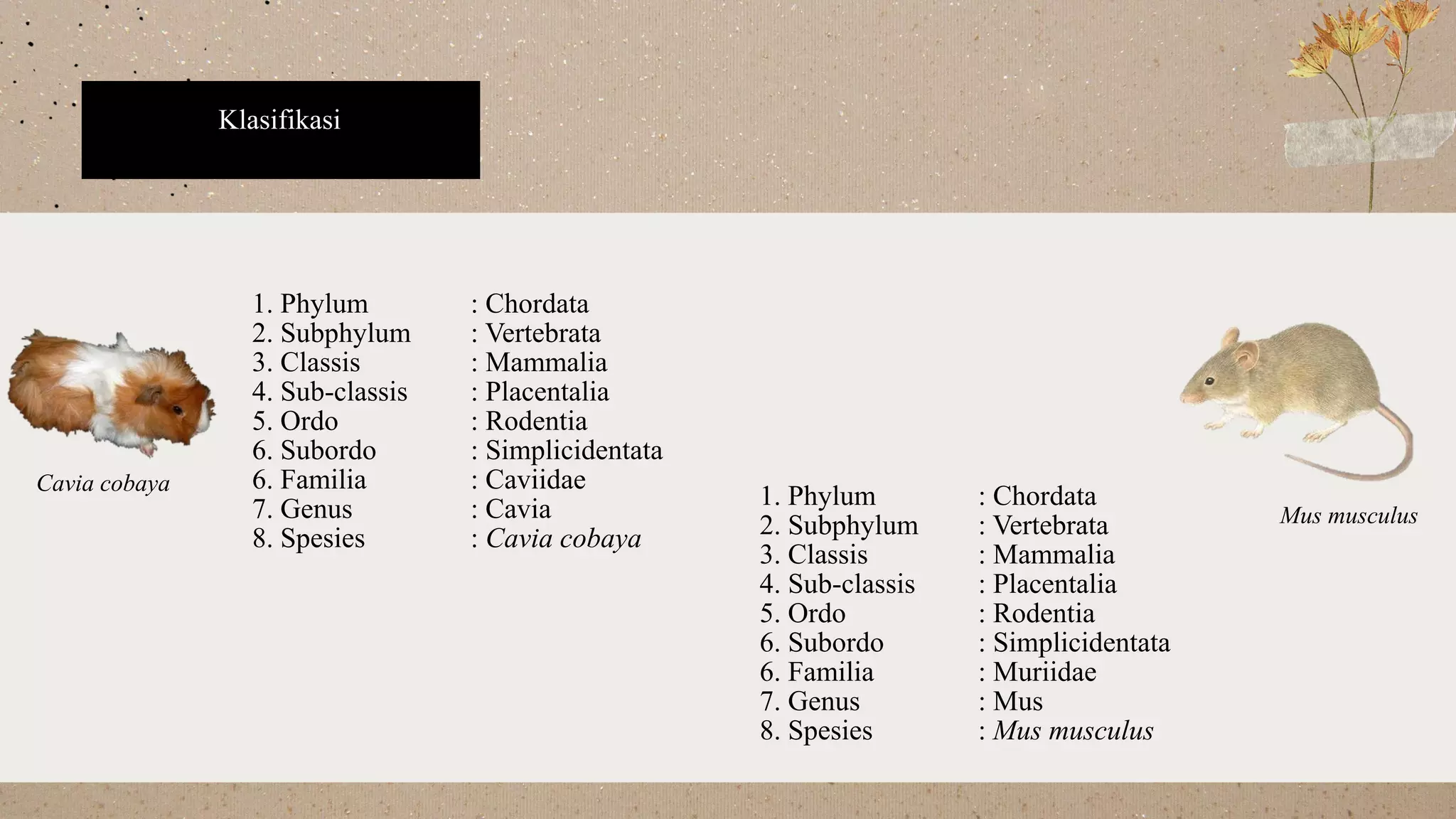 PPT CAVIA COBAYA & MUS MUSCULUS.pptx