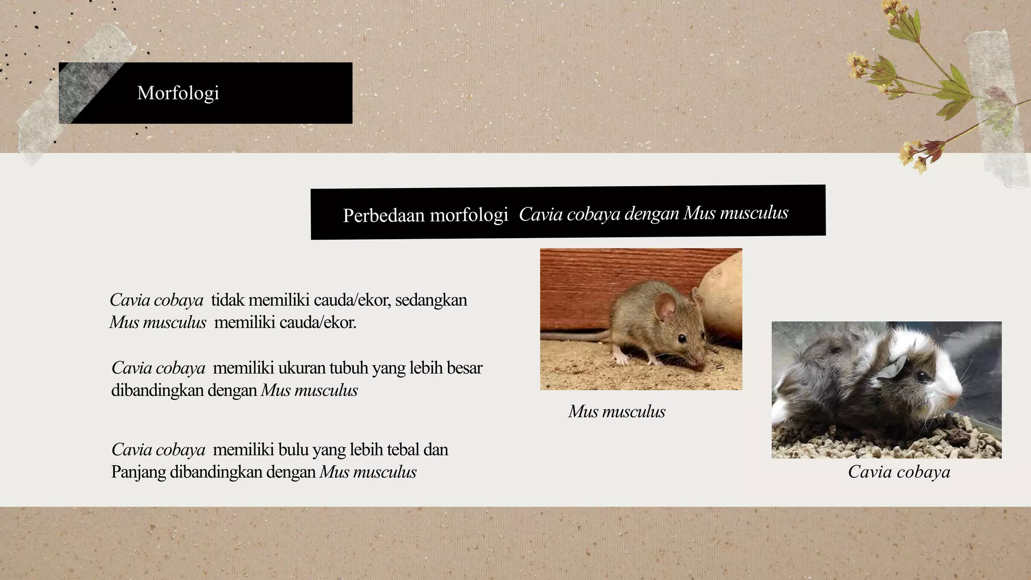 PPT CAVIA COBAYA & MUS MUSCULUS.pptx
