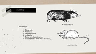 PPT CAVIA COBAYA & MUS MUSCULUS.pptx