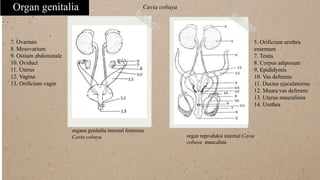 PPT CAVIA COBAYA & MUS MUSCULUS.pptx