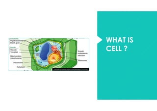 cell and strurcture atom form power point | PDF