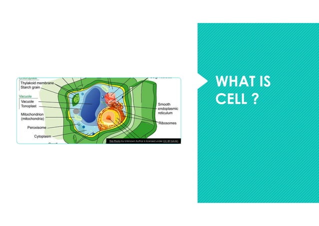 cell and strurcture atom form power point | PDF