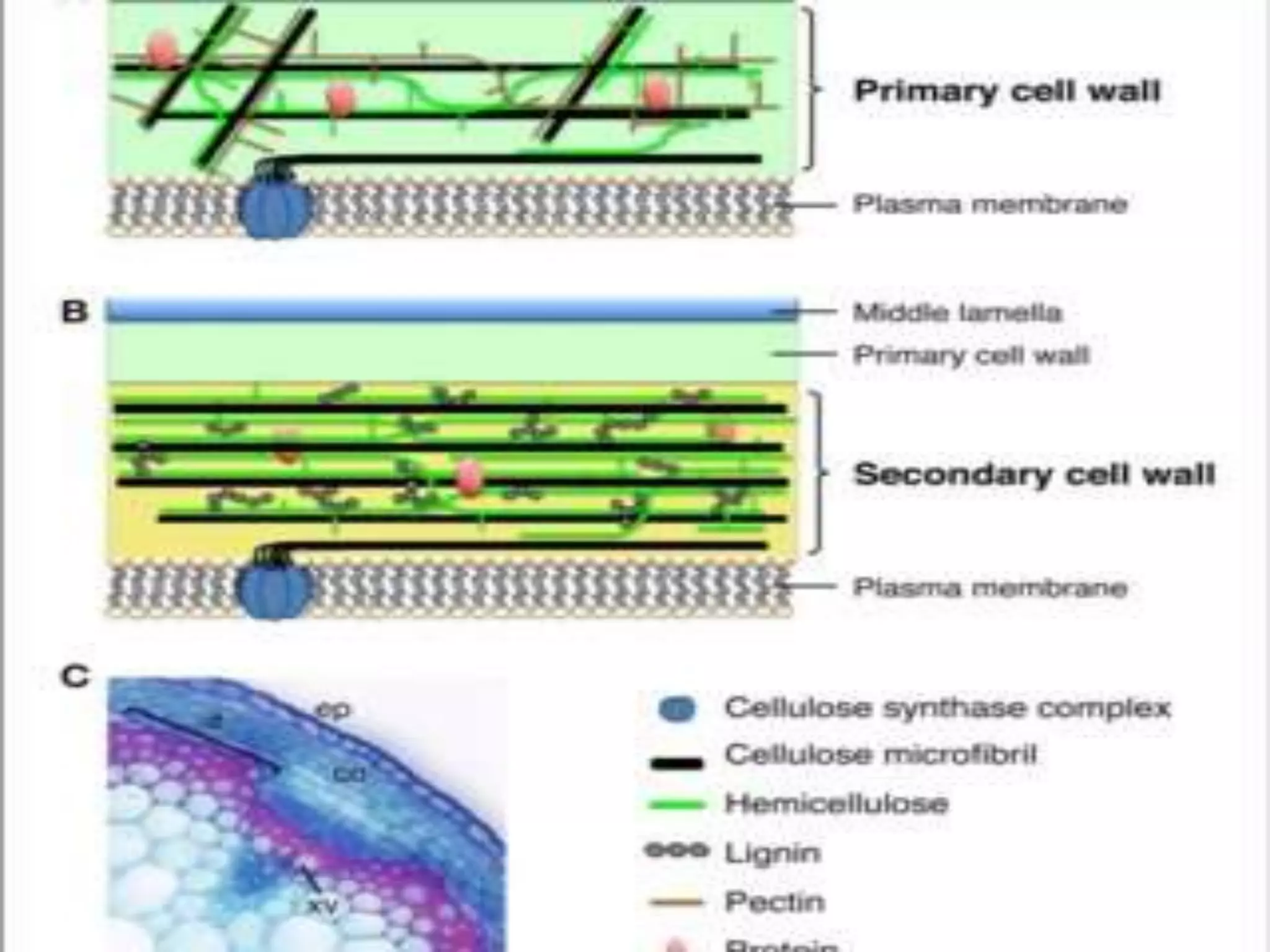 plant cell envelopes | PPT