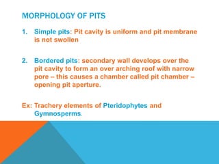 plant cell envelopes | PPT