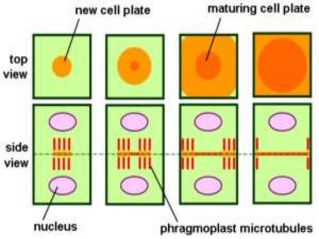 plant cell envelopes | PPT