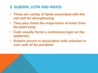 plant cell envelopes | PPT