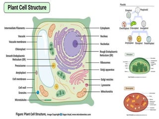 plant cell envelopes | PPT
