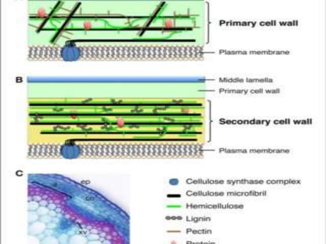 plant cell envelopes | PPT