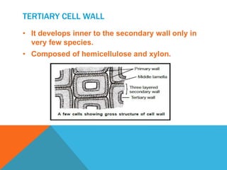 plant cell envelopes | PPT