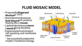 Fluid Mosaic Model: Cell Membrane Intro! | PDF