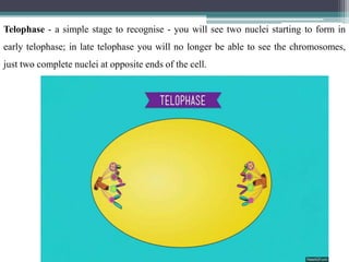 Cell division | PPTX