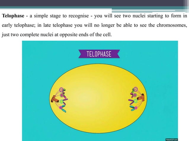 Cell Division Ppt