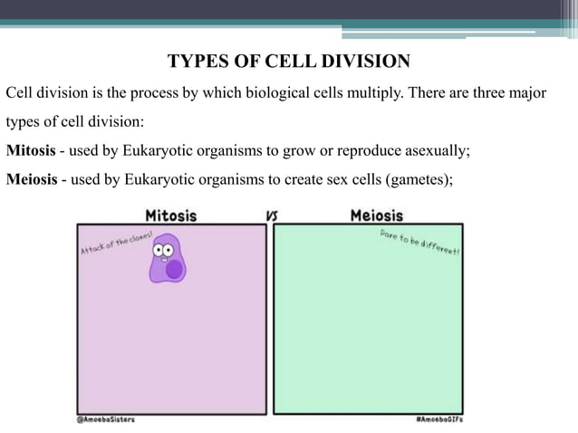 Cell division | PPT