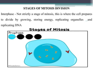 Cell division | PPT