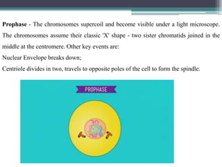 Cell division | PPT