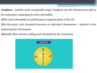 Cell division | PPTX