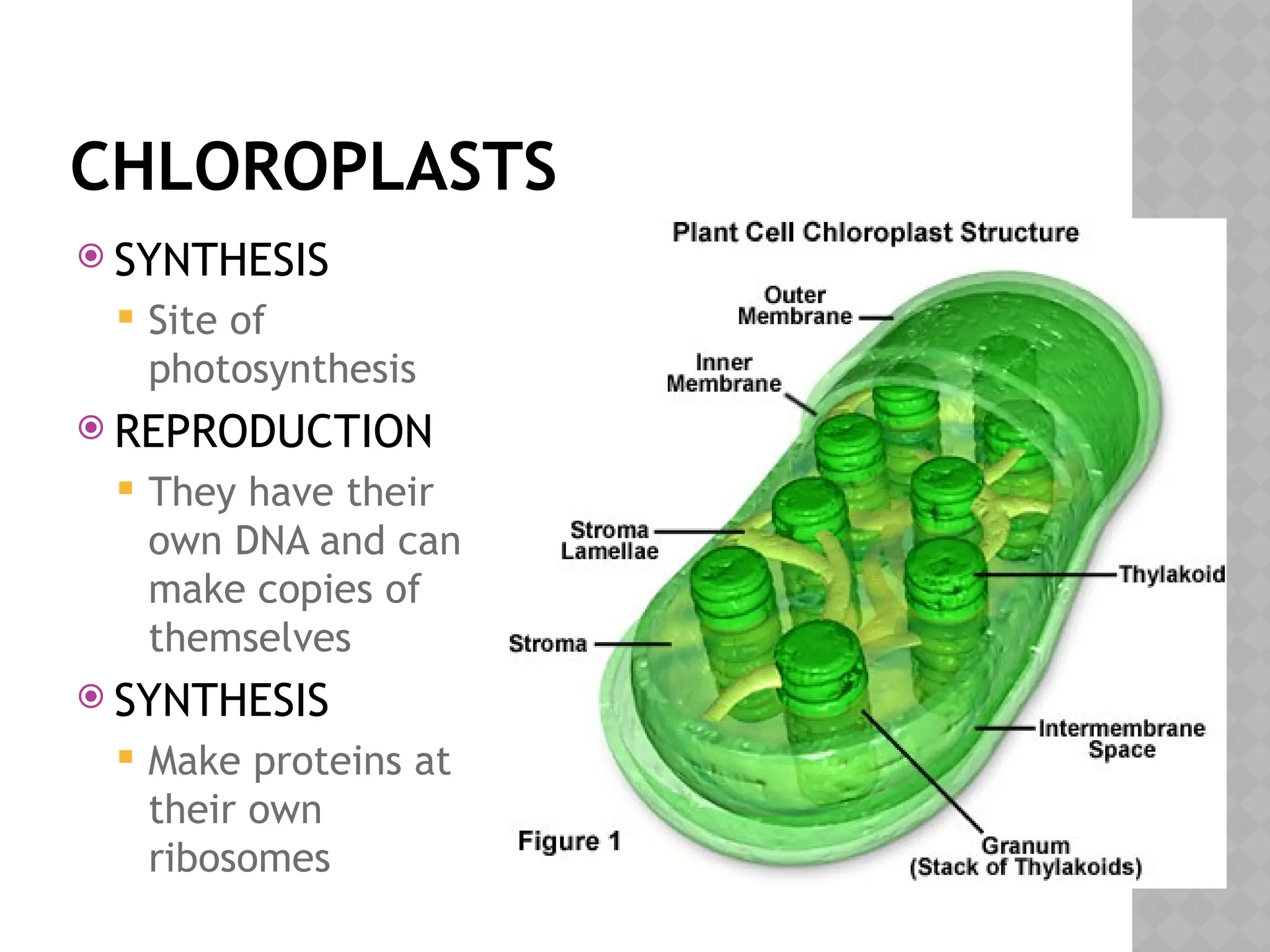 cell theory, scientists and cell structure | PPTX