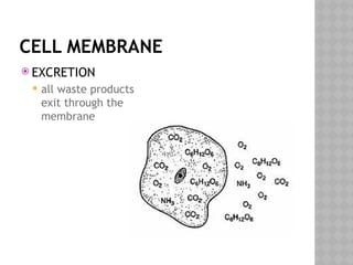cell theory, scientists and cell structure | PPT