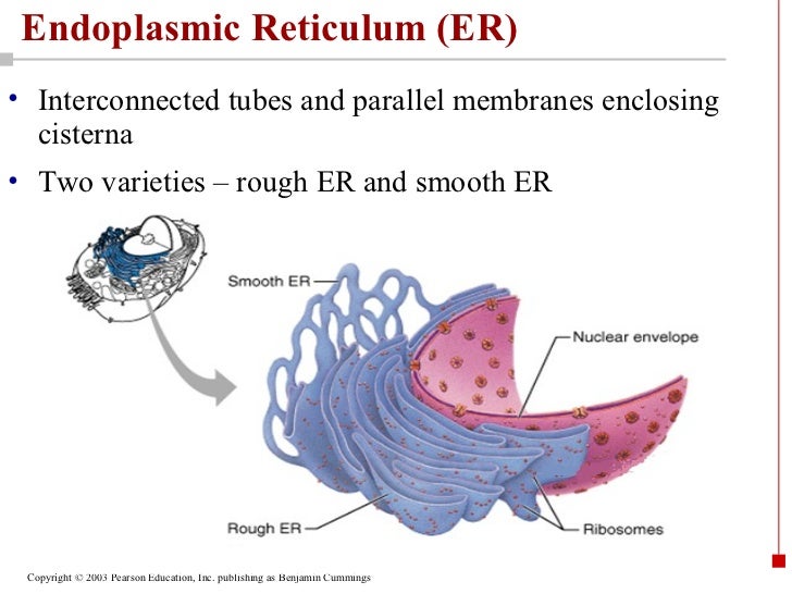 Cisternae Endoplasmic Reticulum