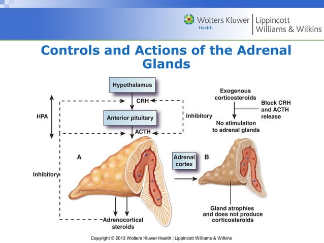 Ppt chapter 36-1 | PPT