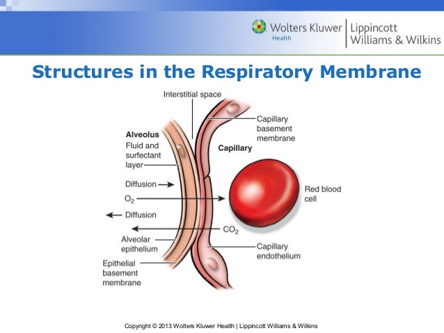 Respiratory Membrane Layers Therapeutic Targeting Of NF κB In Acute