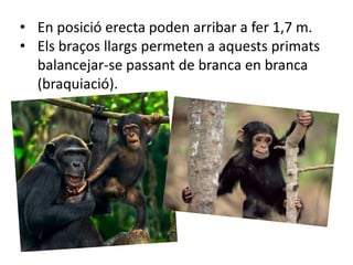 Ppt chimps | PPT