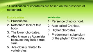 Chordata | PPTX