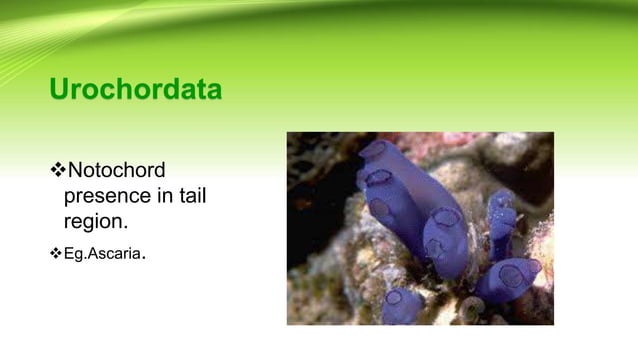 Ppt chordata | PPTX