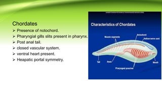 Ppt chordata | PPTX