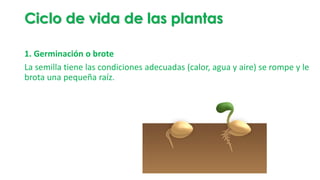 PPT_Ciclo_de_vida_de_las_plantas.pdf | Gardening | Home & Garden