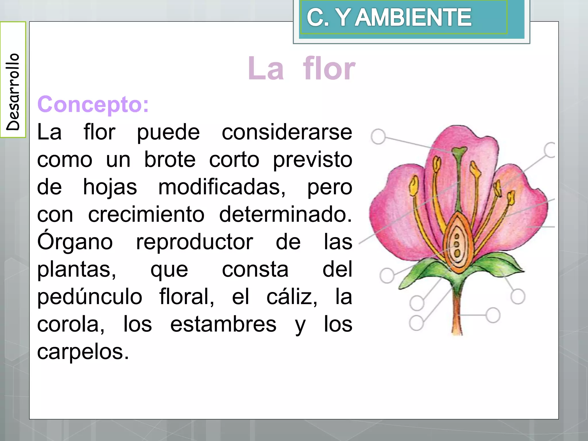 Ppt ciencia y ambientelas la flor | PPT